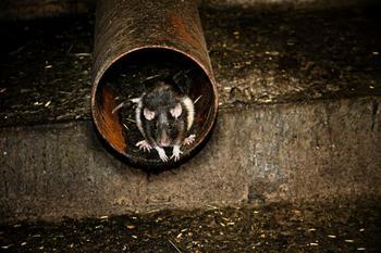 Orkin ranks the top cities for rat and mouse infestations
