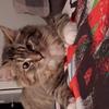 Pettable Reviews: Written By Customers