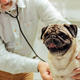 How Much Does a Vet Visit Cost? (2025) | ConsumerAffairs®