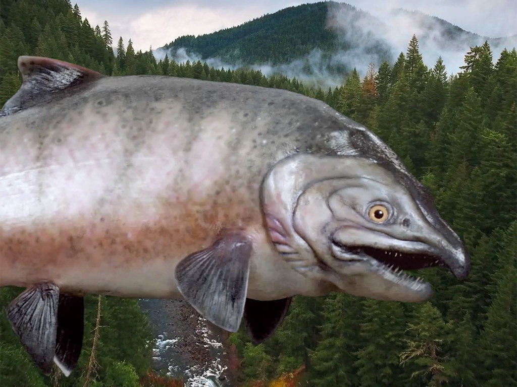 Oregon State Fish