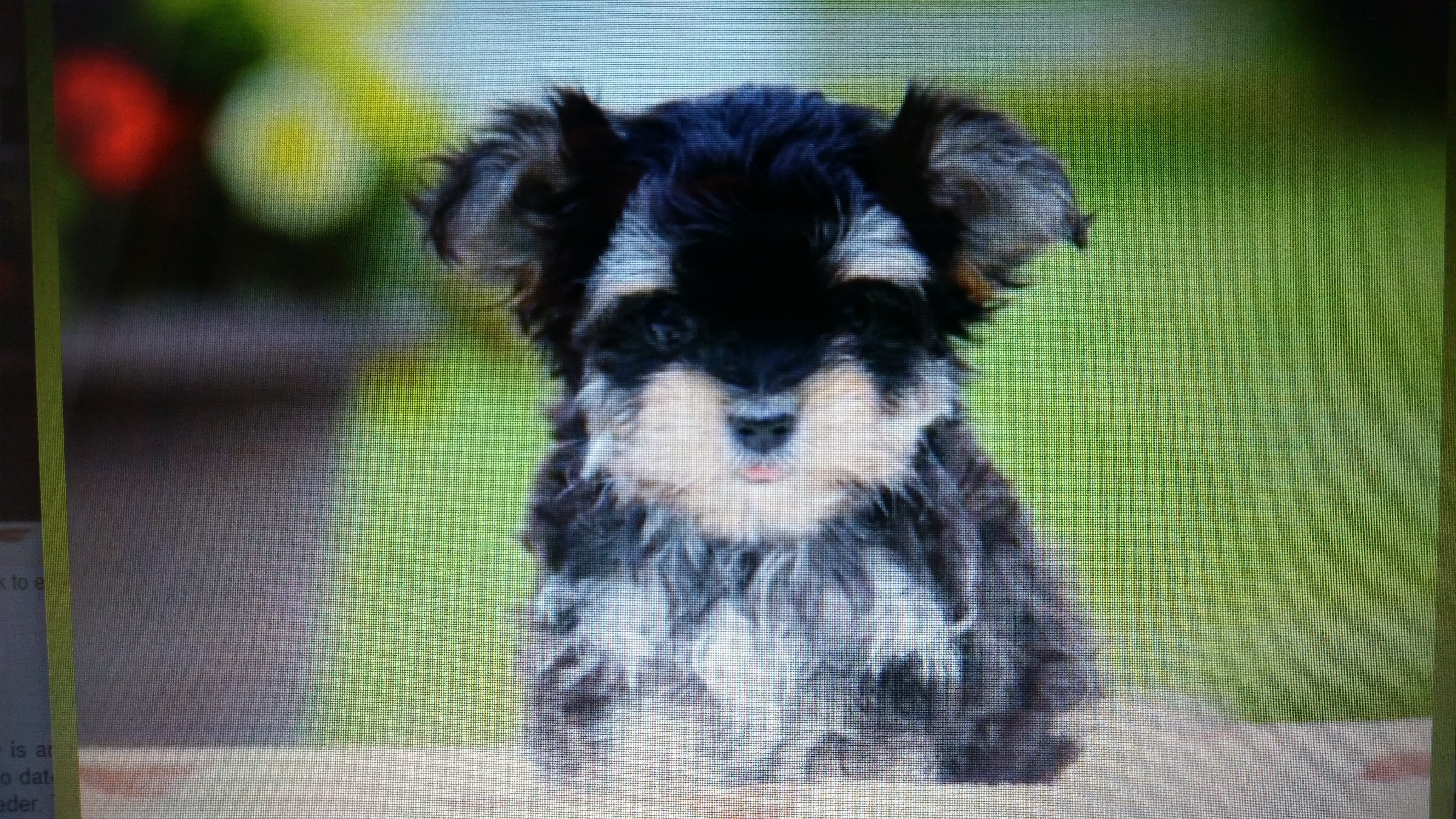Top 329 Reviews And Complaints About Greenfield Puppies Page 5 Top 329 Reviews And Complaints About Greenfield Puppies Page 5
